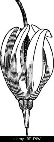 Cross section of flower showing ovary, carpel, stamens and other ...