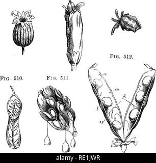 . A manual of botany. Botany. MORPHOLOGY OF THE FRUIT AND SEED 277 Fig ...