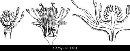 . A manual of botany. Botany. Fi'j. 27U. Hypogynous stamens of ...