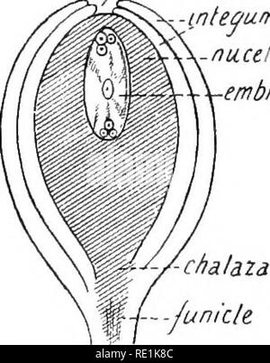 . South African botany. Botany. Pia. 68.—Orthotropous Ovule, Show- ing ...