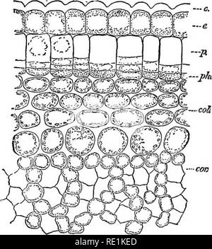 . South African botany. Botany. 36 SOUTH AFRICAN BOTANY outside. A last ...