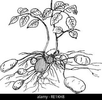 Leaf of Aerial tubers Stock Photo - Alamy