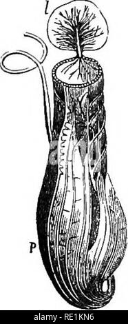 . A manual of botany. Botany. GENEEAL MORPHOLOGY OP THE PLANT division ...