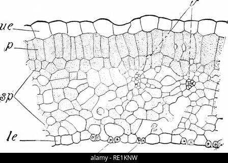 Lily epidermis with stomata Stock Photo - Alamy