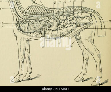 Internal organs of a horse Stock Photo: 28845868 - Alamy