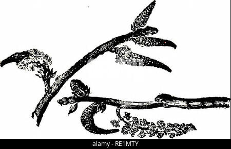 Common aspen (Populus tremula), catkin Stock Photo - Alamy