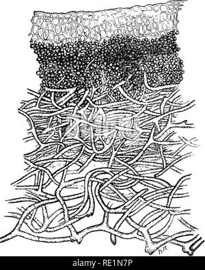 lichens internal structure