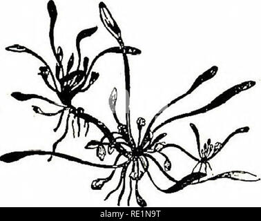 Common cow-wheat which is a plant species in the family Orobanchaceae ...