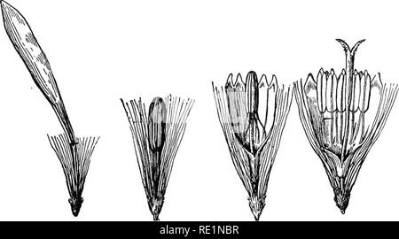 . Elementary botany. Botany. PLANT FAMILIES: COMPOSITE. 29I tubular ...