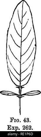 . Practical physiology of plants. Plant physiology; 1894. 172 KLINOSTAT ...