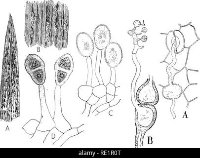 Two wheat plants at growth stage 21 showing long sub-crown internode ...