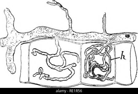 . Nature and development of plants. Botany. 130 NATURE OF THE SEED ...