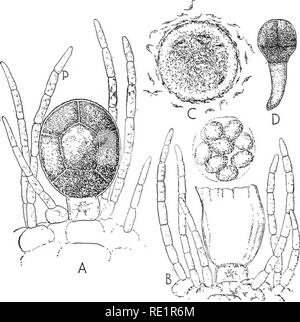. Nature and development of plants. Botany. 124 GERMINATION OF THE ...