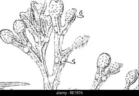 Nature and development of plants . Fig. 121. Two common forms of the ...