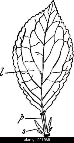 . Agricultural botany, theoretical and practical. Botany, Economic ...