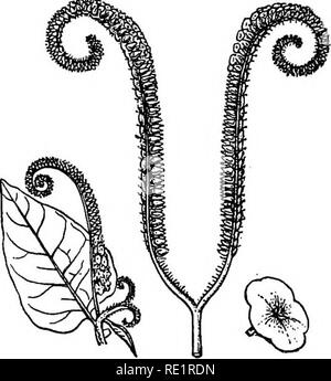 . A manual of Indian botany. Botany. The flower ^i CHAPTER XlV THE ...