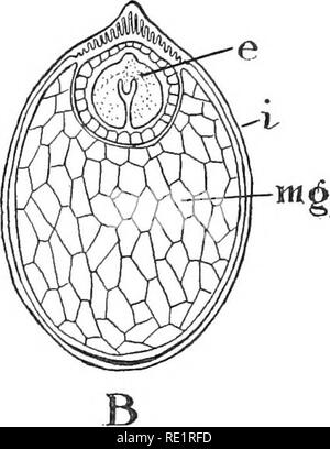 Nature and development of plants . mi, micropyle; s, stigma; f ...