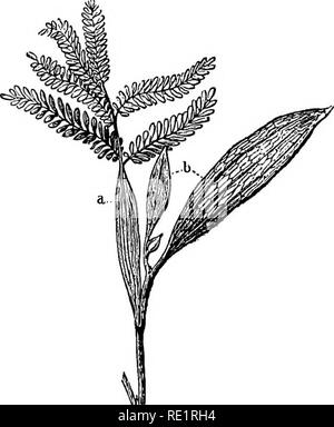 . A manual of Indian botany. Botany. METAMORPHOSIS 57 tening out, takes ...