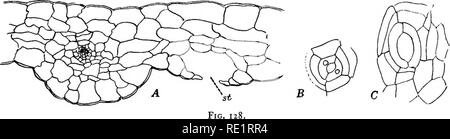 Marattia douglasii Marattia douglasii Stock Photo - Alamy