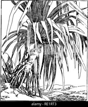 . A manual of Indian botany. Botany. THE STEM ^3 underground stems. The ...