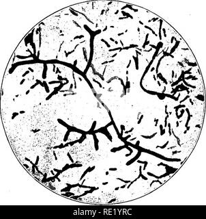 Classification of Bacilli Bacteria Stock Photo - Alamy