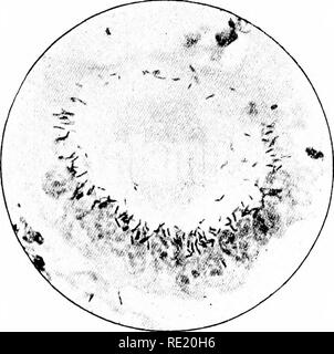 Tubercle bacilli in cow's milk;Tubercle bacteria in cow's milk, 1905 ...