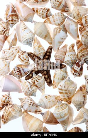 Seashell background, a lots of seashells with black stones at the beach ...