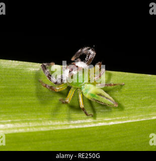 Northern Green Jumping Spider (Mopsus mormon) portrait, Australia Stock ...