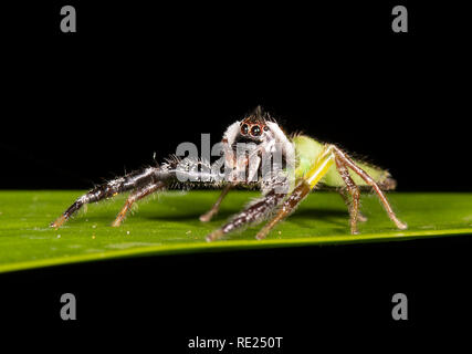 Monkey-faced Jumping Spider (Mopsus mormon) male on foliage, Cairns ...