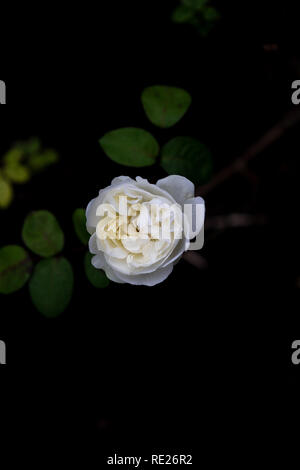 Solitary green plants growing on red desert Stock Photo - Alamy