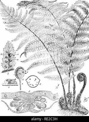 . Plants and their uses; an introduction to botany . duces all the rest ...