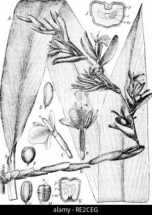 An introduction to botany, covering leaf forms and their positions ...