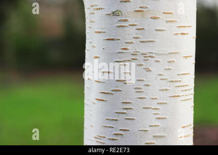 Betula utilis subtsp. Jacquemonitii 'Trinity College - a white barked ...