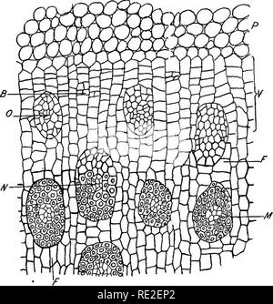 Anatomical studies, cross-section through the forearm, Hörmann Theodor ...