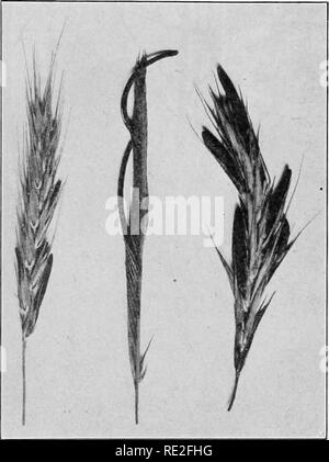 botany, fungi, ergot (Claviceps purpurea), sclerotia on rye, Germany ...