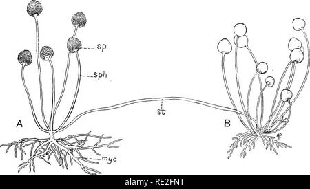 Rhizopus Diagram