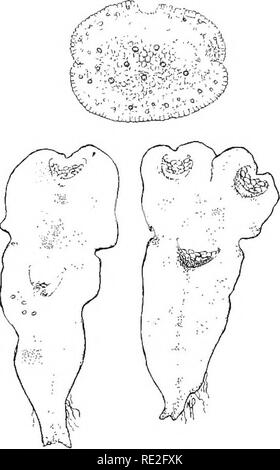 Liverwort (Lunularia) showing thallus and gemmae cups. Peak District ...