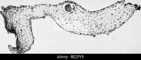 Botrychium sp Botrychium sp Stock Photo - Alamy