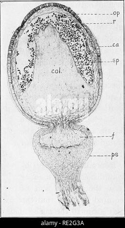 . Fundamentals of botany. Botany. Fig. so.—Photomicrograph of a ...