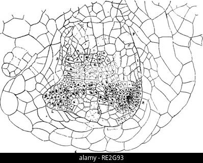 . Fundamentals of botany. Botany. LIFE HISTORY OF A FERN 157 a clearly ...