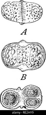 . Morphology of spermatophytes. [Part I. Gymnosperms]. Gymnosperms ...