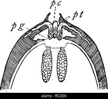 . Morphology of gymnosperms. Gymnosperms; Plant morphology. PC b Fig ...
