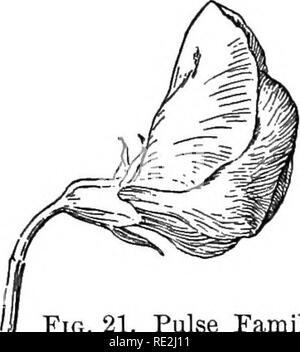 . Introduction to botany. Botany. Fig. 21. Pulse Tamily. Papilionaceous ...