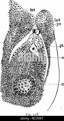 Mother cell nuclei and divisions Stock Photo - Alamy