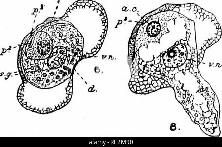 Mother cell nuclei and divisions Stock Photo - Alamy