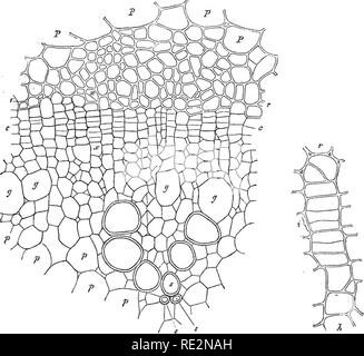 . Elements of plant anatomy;. Botany -- Anatomy. ANATOMY OF TISSUES ...