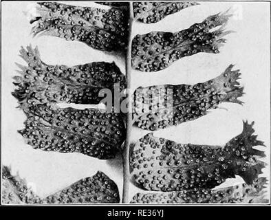 Sorus, or Cluster of Spores or Sporangia, on Underside of Leaf of ...