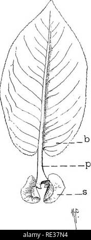 Willow bud (Salix sp Stock Photo - Alamy