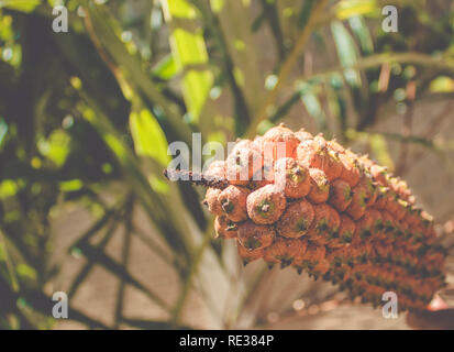 Seashore Palm Fruit (Allagoptera Arenaria) - Caxandó, Buri-da-praia ...