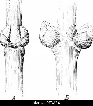 Flower bud in the leaf axil, sunflower (Helianthus annuus Stock Photo ...